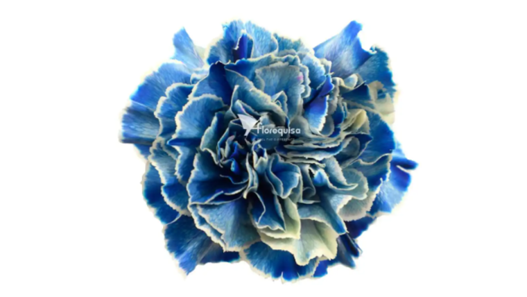 Blue Carnations